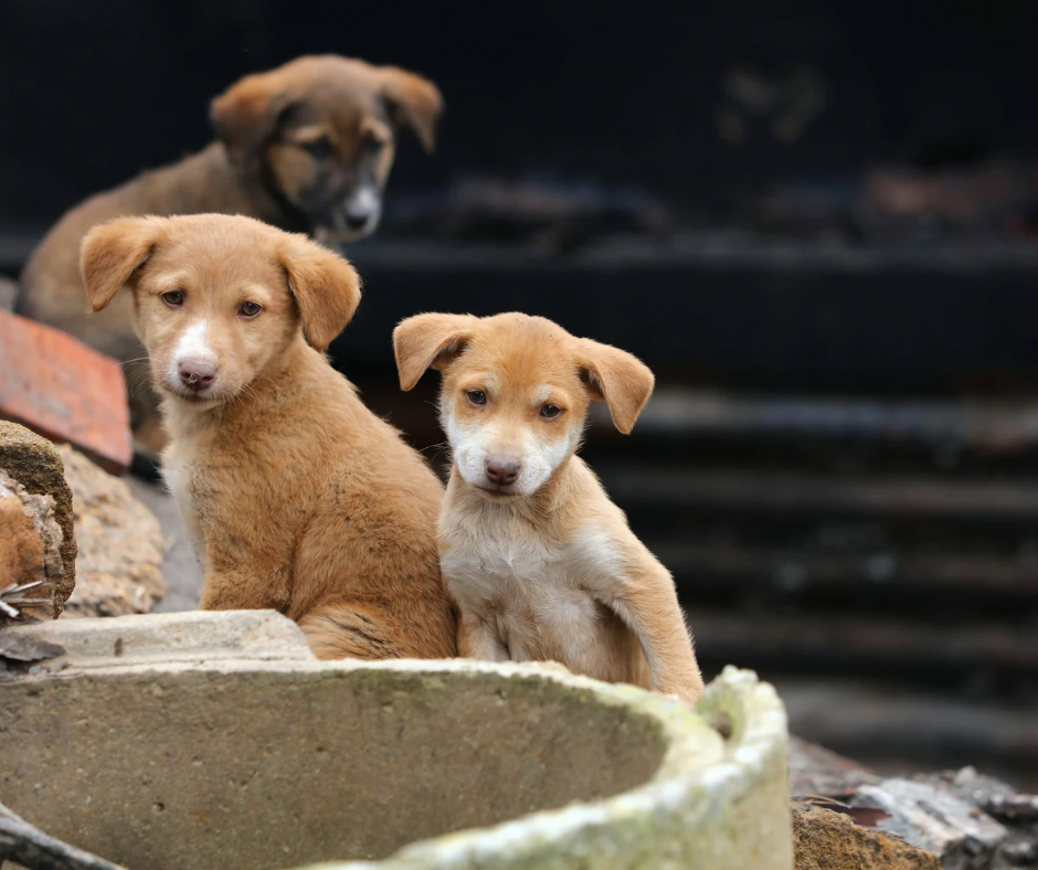 El municipio de Bayamón niega exterminación masiva de animales ...